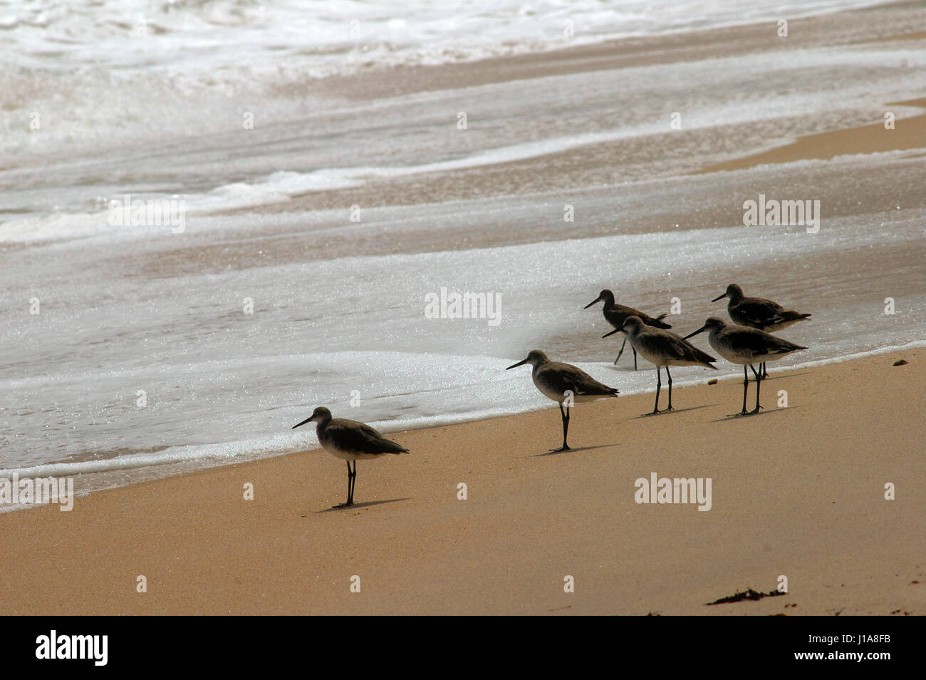 east coast Florida Atlantic ocean beaches Stock Photo - Alamy