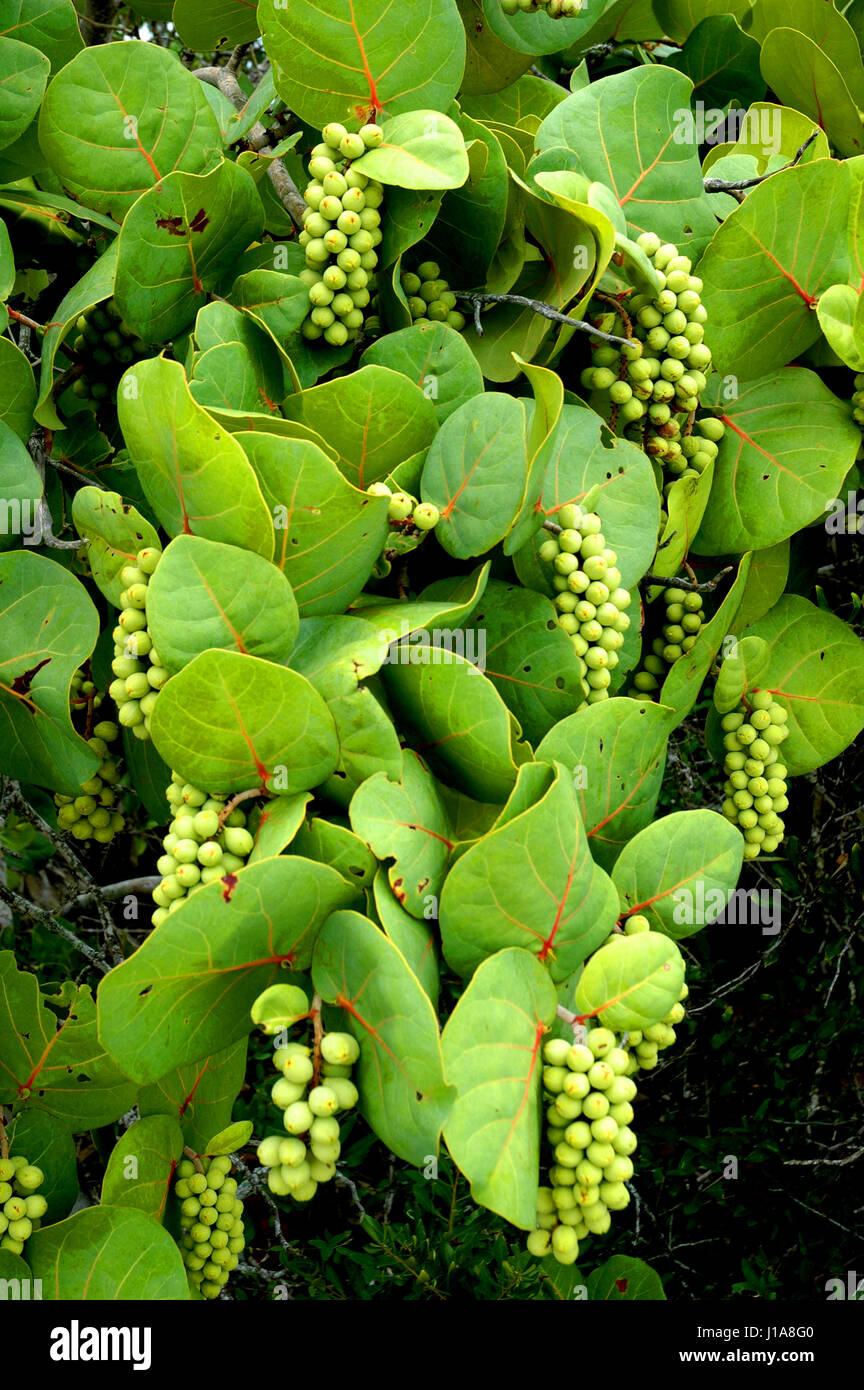 sea grapes plants growing in sand Stock Photo - Alamy