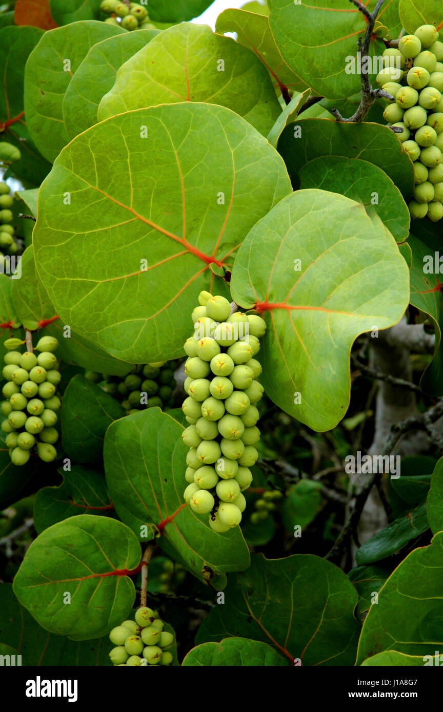 sea grapes plants growing in sand Stock Photo - Alamy