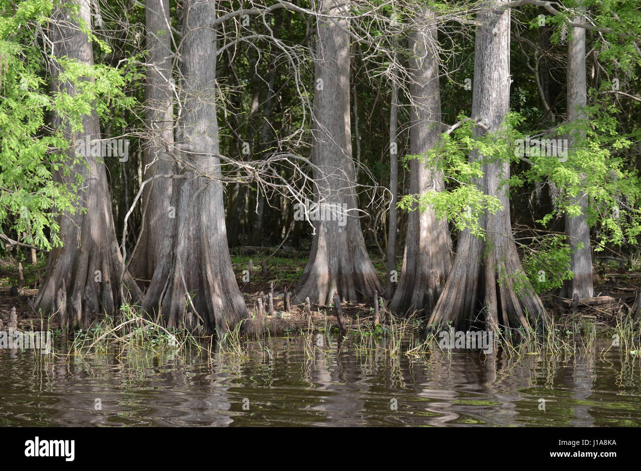 everglades swamp trees Stock Photo - Alamy