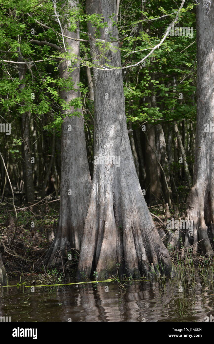 everglades swamp trees Stock Photo - Alamy