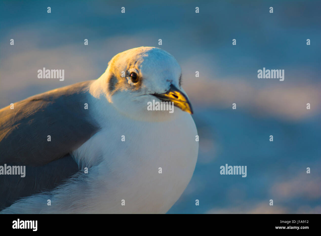 Birds on sand hi-res stock photography and images - Alamy