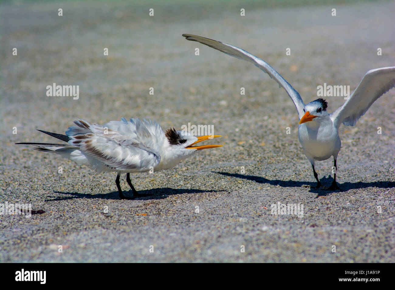 beach birds wings raised Stock Photo - Alamy