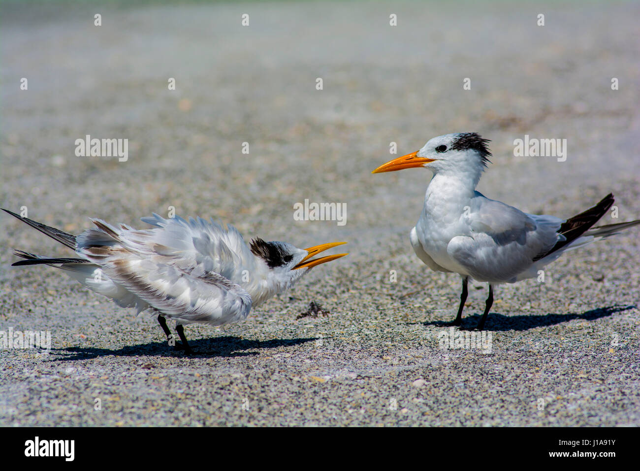 Sea gulls and sand hi-res stock photography and images - Alamy