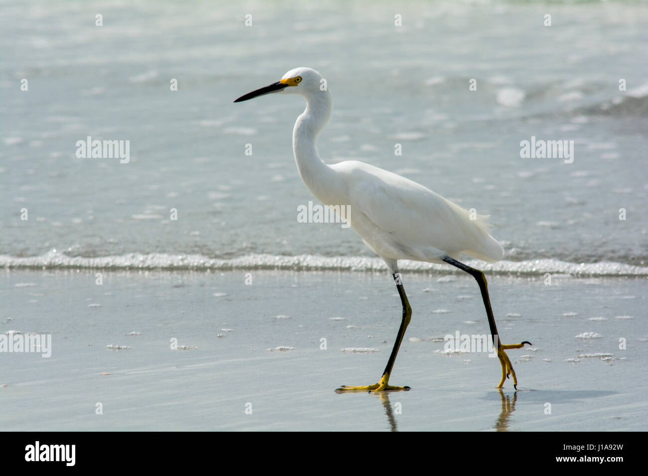 beach birds wings raised Stock Photo - Alamy