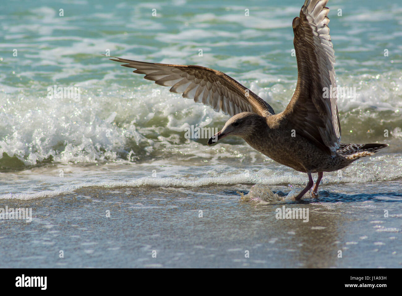 beach birds wings raised Stock Photo - Alamy