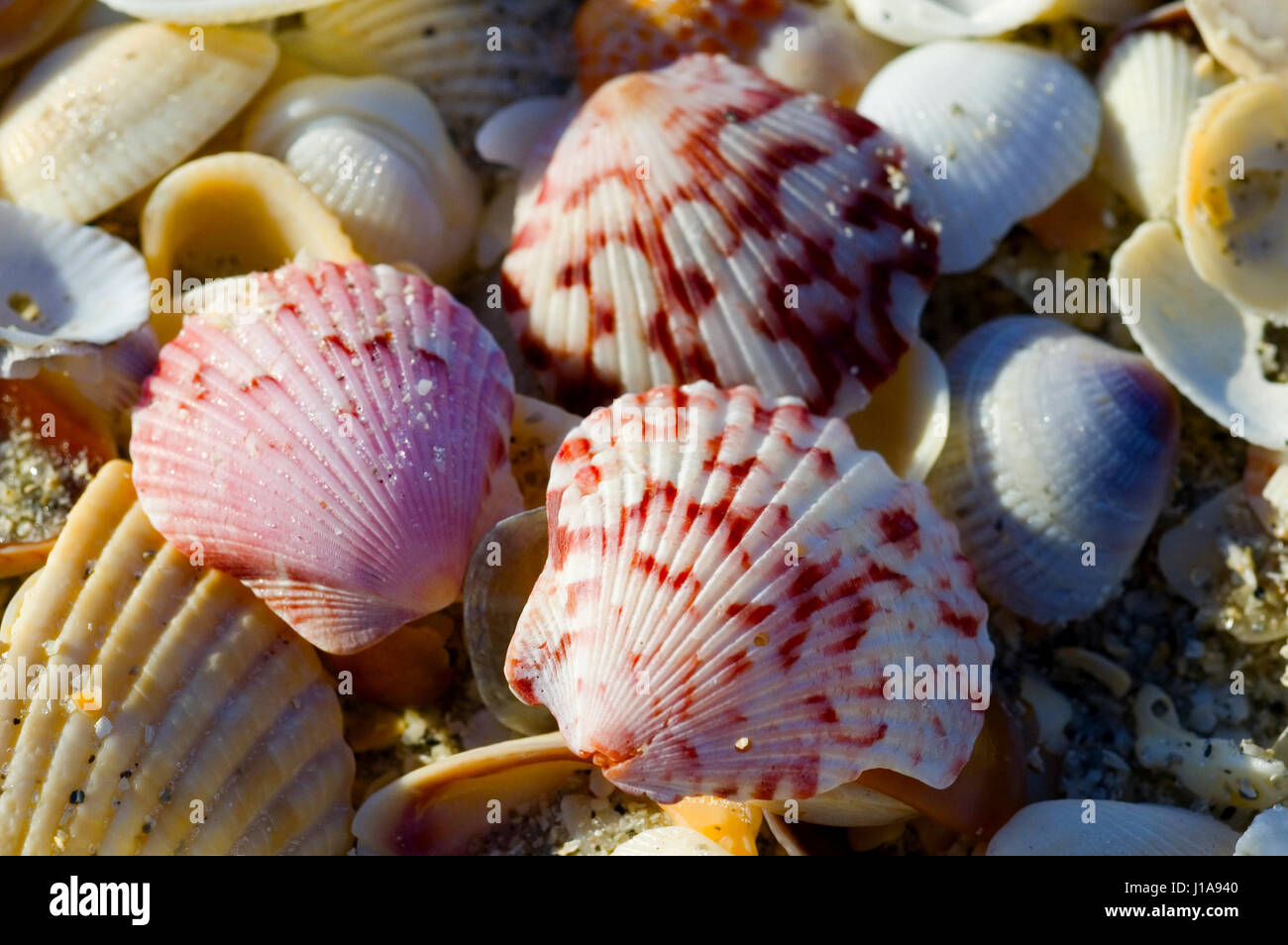 shells on the beach Stock Photo - Alamy