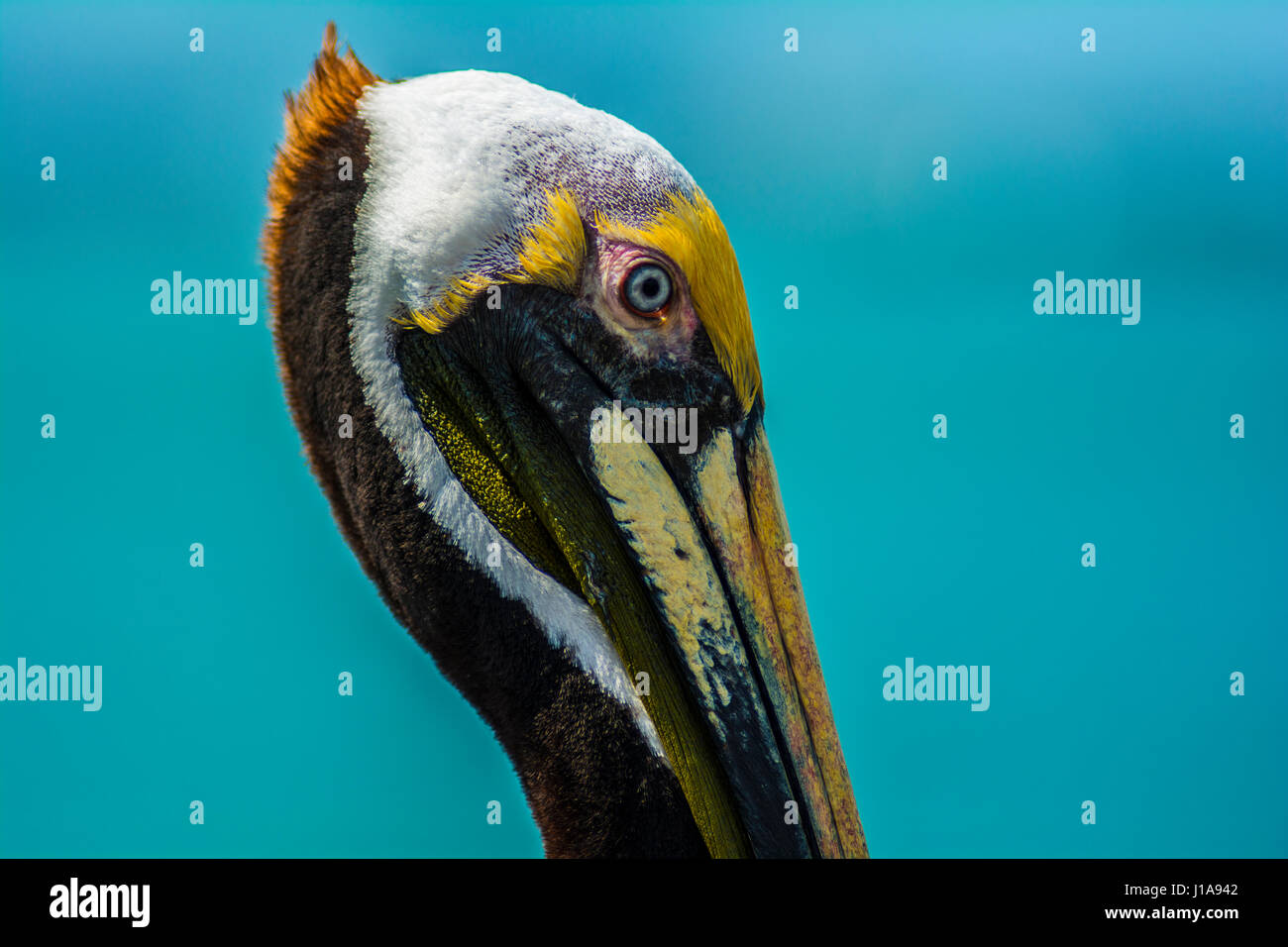beautiful Pelican portrait Stock Photo - Alamy