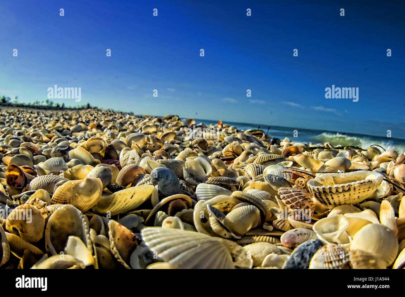 shells on the beach Stock Photo - Alamy