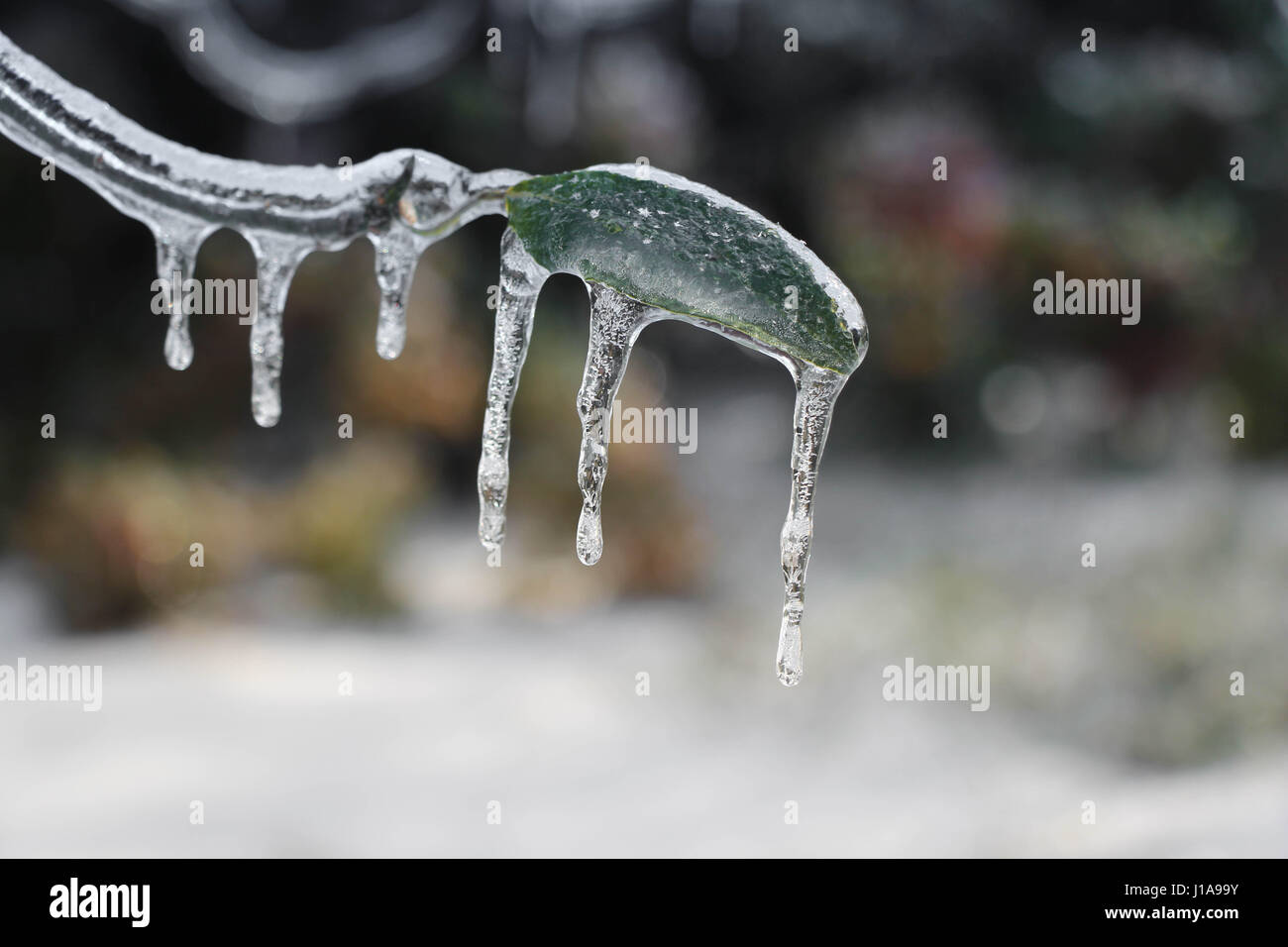 Evergreen tree ice hi-res stock photography and images - Alamy