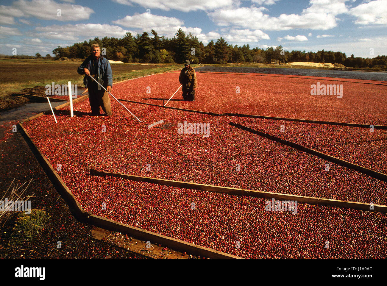 Red cranberried hi-res stock photography and images - Alamy