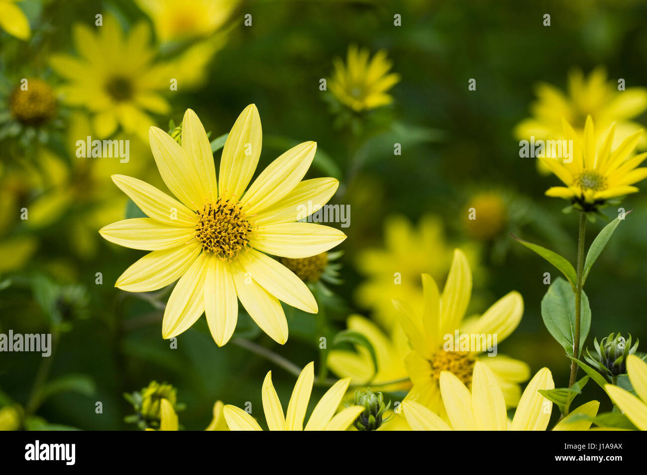 Helianthus lemon queen hi-res stock photography and images - Alamy