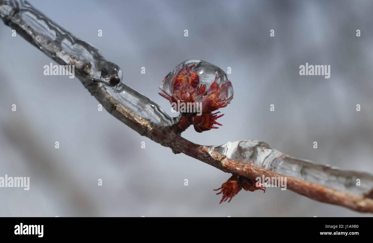 Shiny buds hi-res stock photography and images - Alamy
