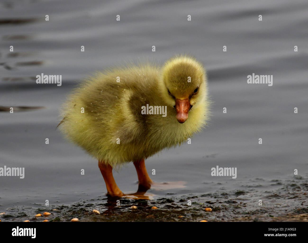 Hybrid Greylag Goose chick Stock Photo - Alamy