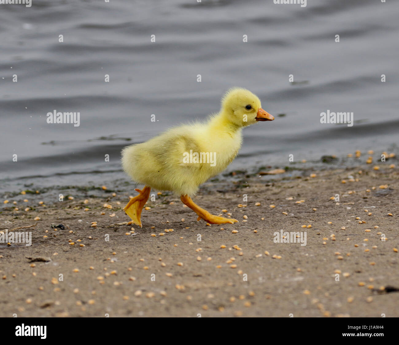 Hybrid Greylag Goose chick Stock Photo - Alamy
