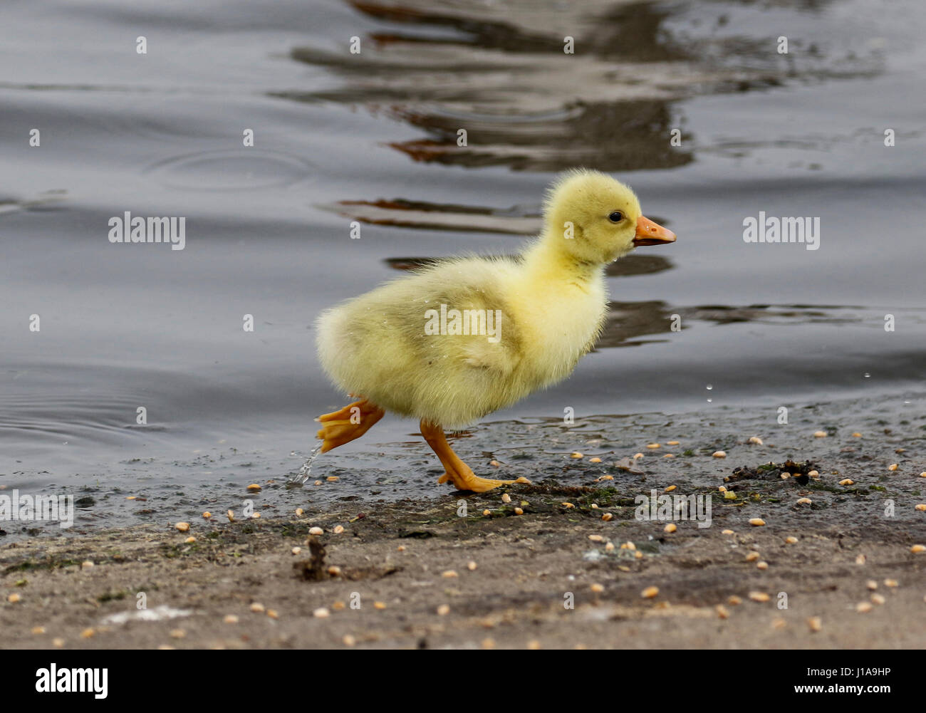 Hybrid Greylag Goose chick Stock Photo - Alamy