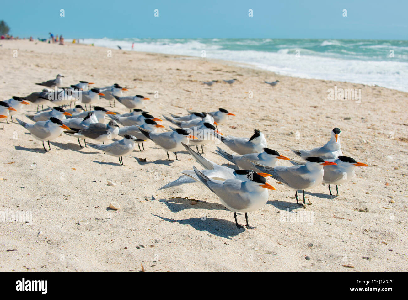 Birds on rocks at the beach hi-res stock photography and images - Alamy