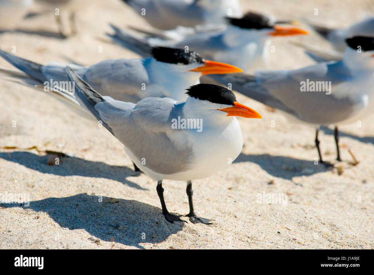 Venice Beach Florida USA seagulls on beach Stock Photo - Alamy