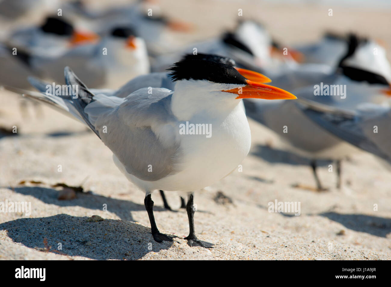 Sandy Beach Seagulls Stock Photos & Sandy Beach Seagulls Stock Images ...