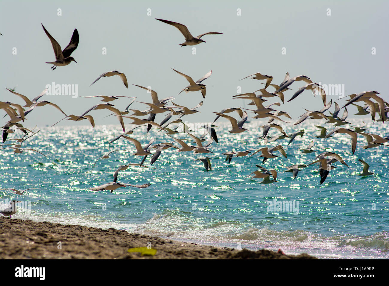 Venice Beach Florida USA beach seagulls Stock Photo - Alamy