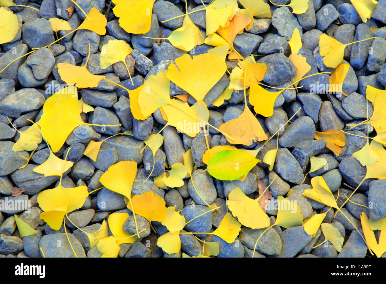 Fallen Ginkgo leaves Autumn Color at Otaguro Koen Park Suginami Tokyo ...