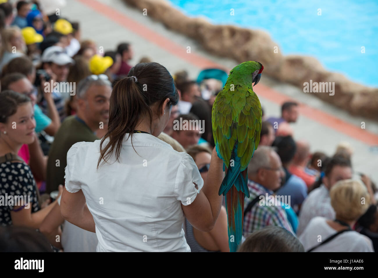 Woman assistant bird trainer is holding big parrot with bright ...