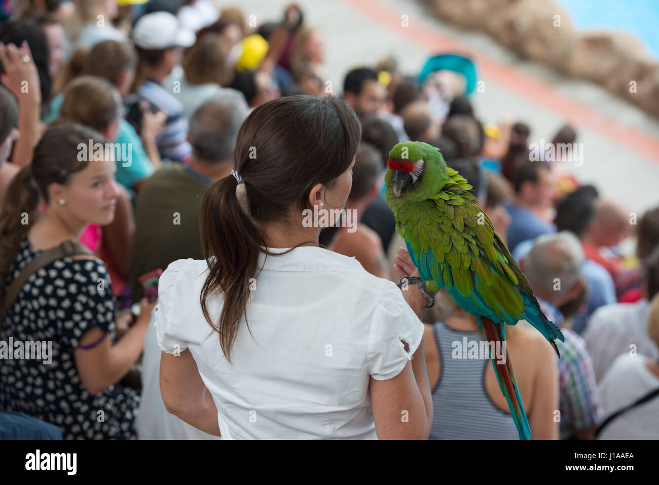 Woman assistant bird trainer is holding big parrot with bright ...