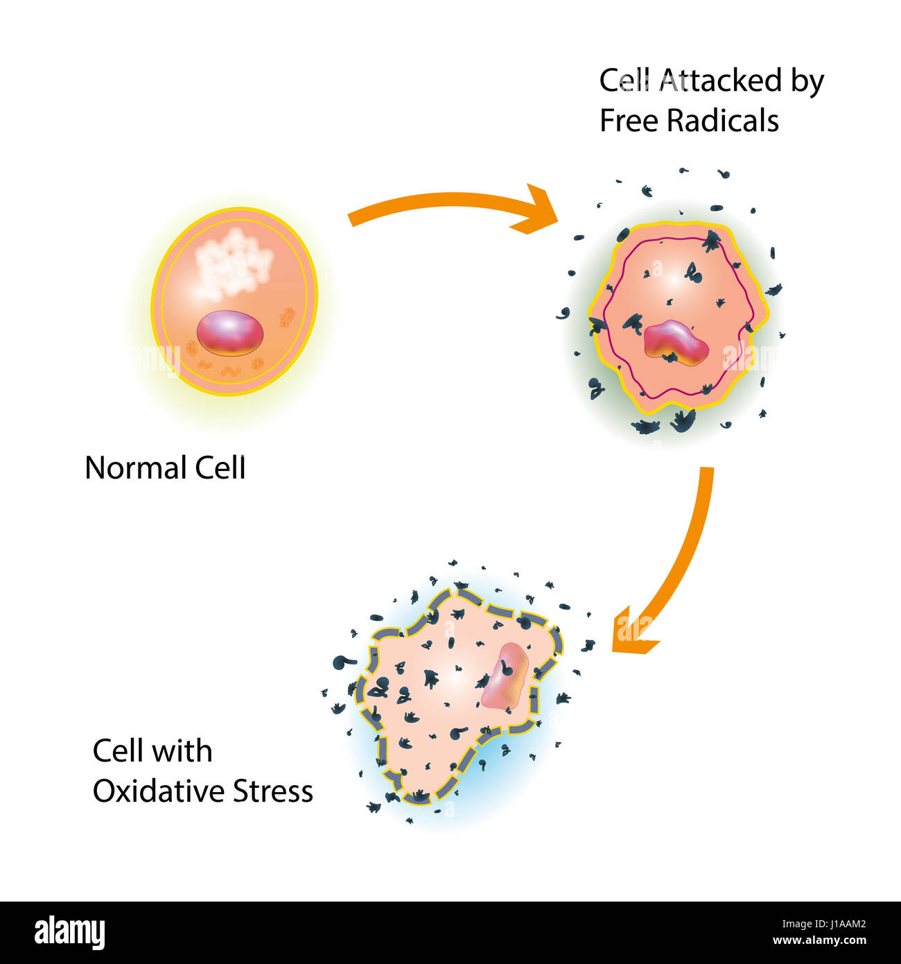 Oxidative stress hi-res stock photography and images - Alamy