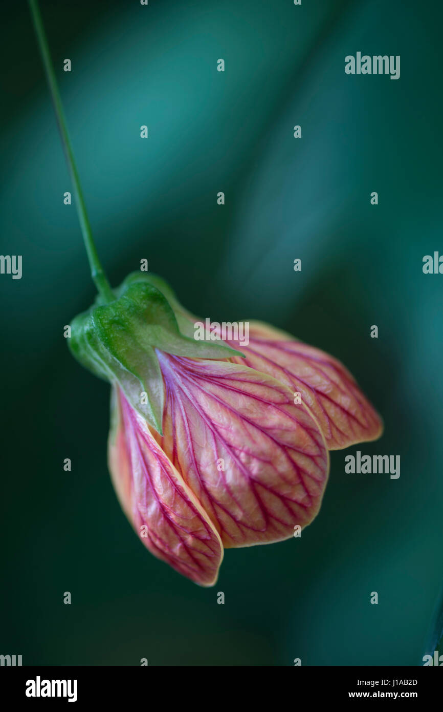 Chinese Lantern - Red Vein Indian Mallow taken outdoors Stock Photo - Alamy