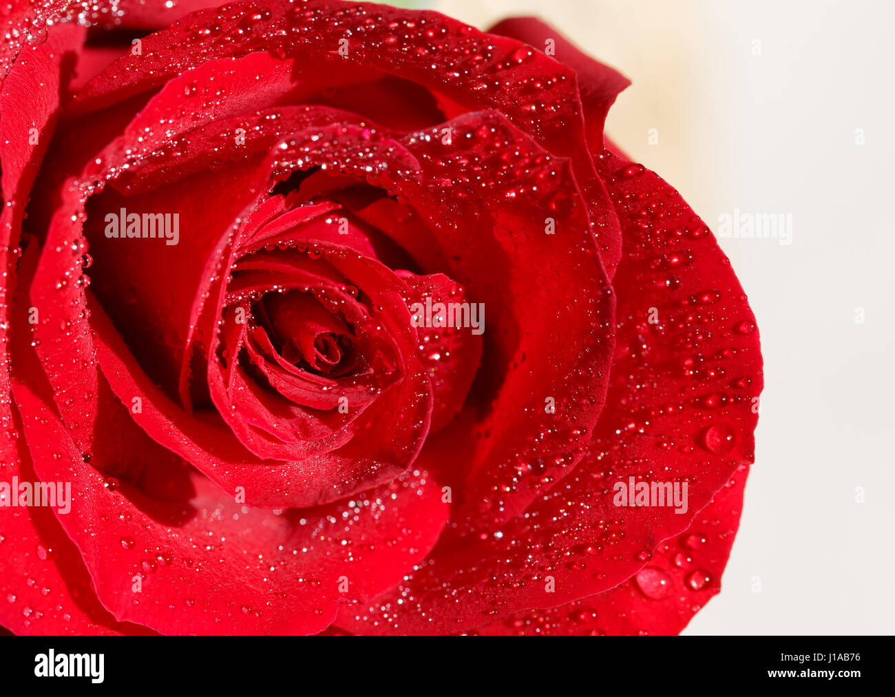 red rose background Stock Photo - Alamy