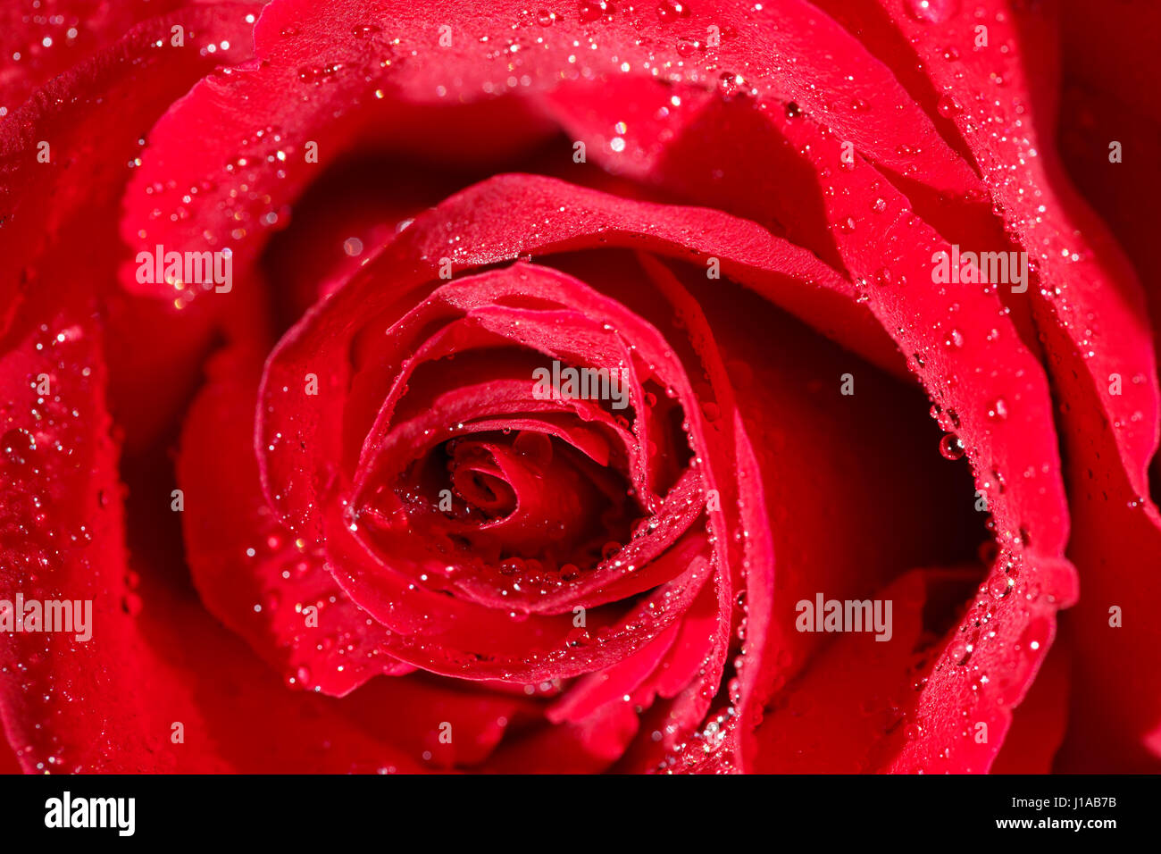 red rose background Stock Photo - Alamy