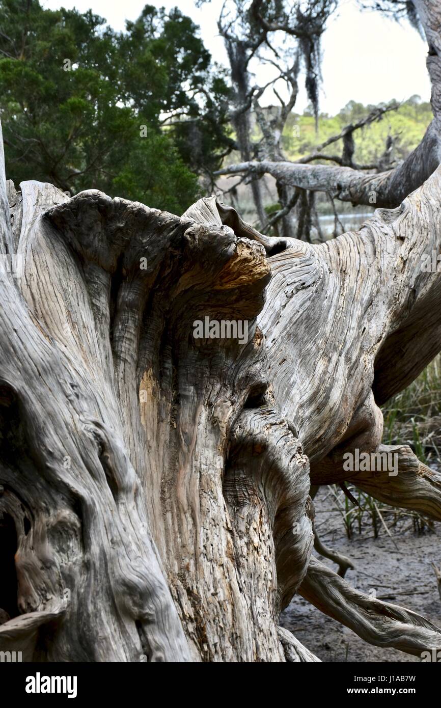 Tree knots hi-res stock photography and images - Alamy