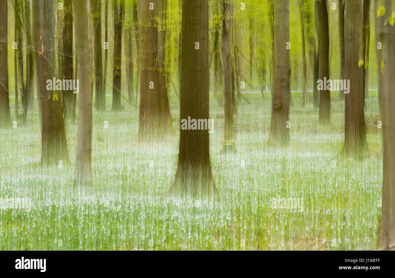 Hanover, Germany. 19th Apr, 2017. A sea of wood anemones in blossom in ...
