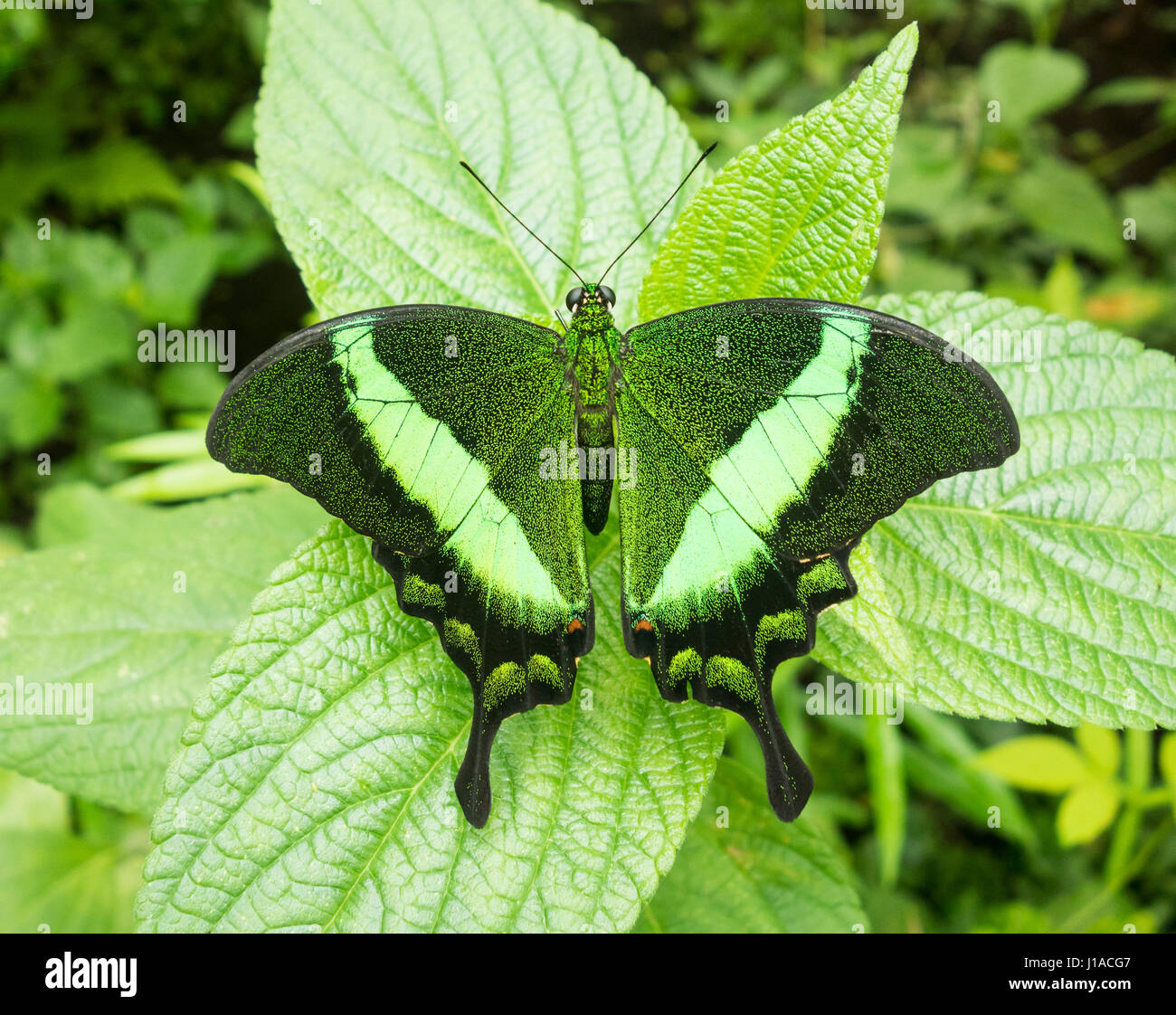 Green Barred Swallowtail Butterfly (papilio palinurus Stock Photo - Alamy