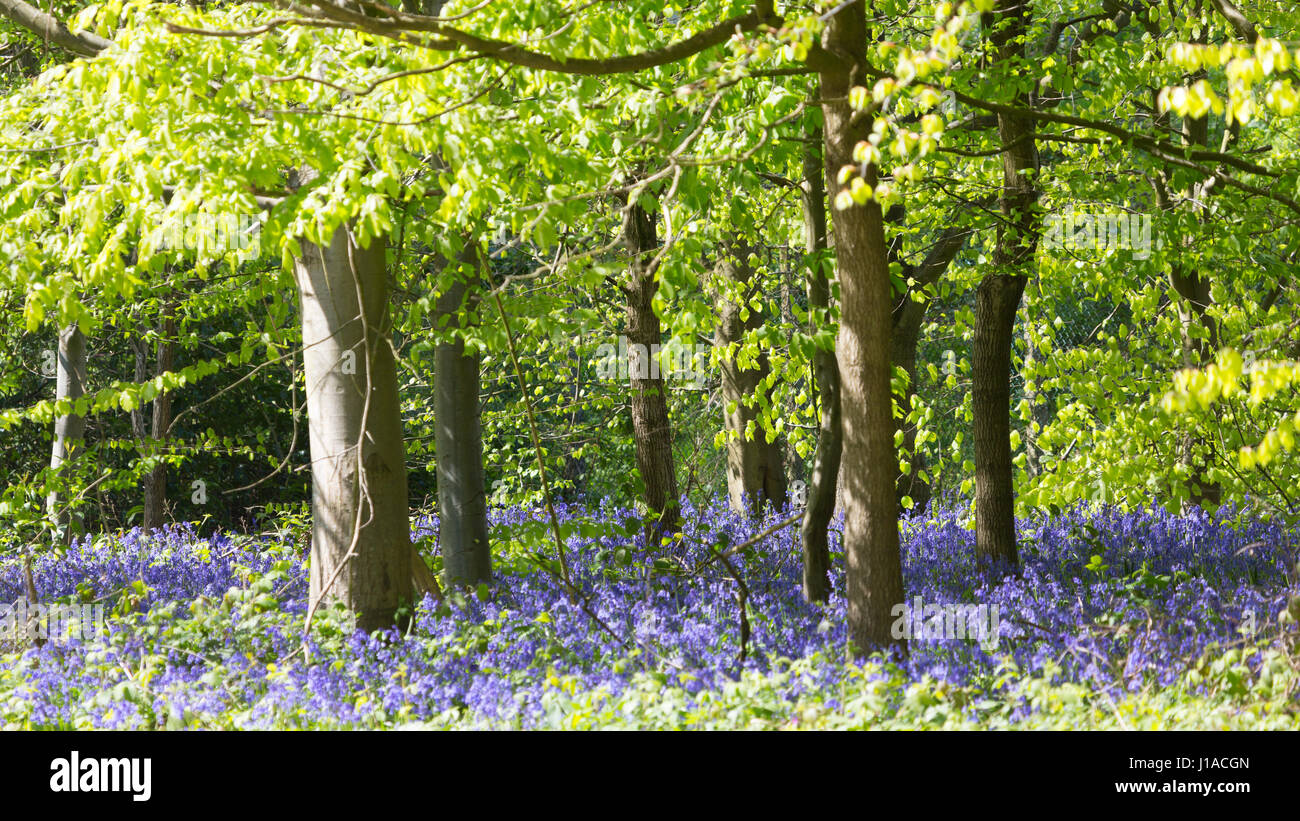 Meopham, Kent, UK. 19th April, 2017. Bluebells are in full bloom at ...