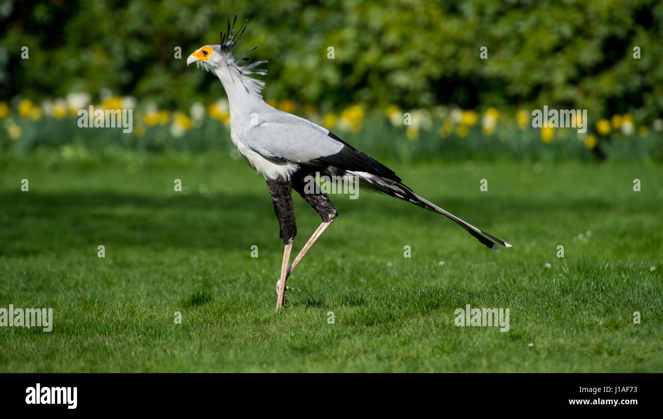 A secretary bird walks over a meadow at the Weltvogelpark (lit. World ...