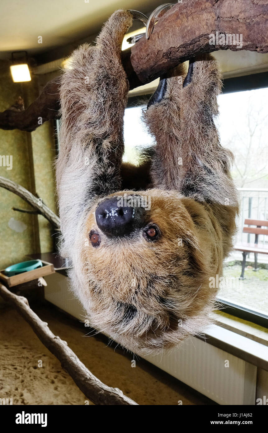 Halle, Germany. 12th Apr, 2017. Charlotte the two-toed sloth hangs from ...