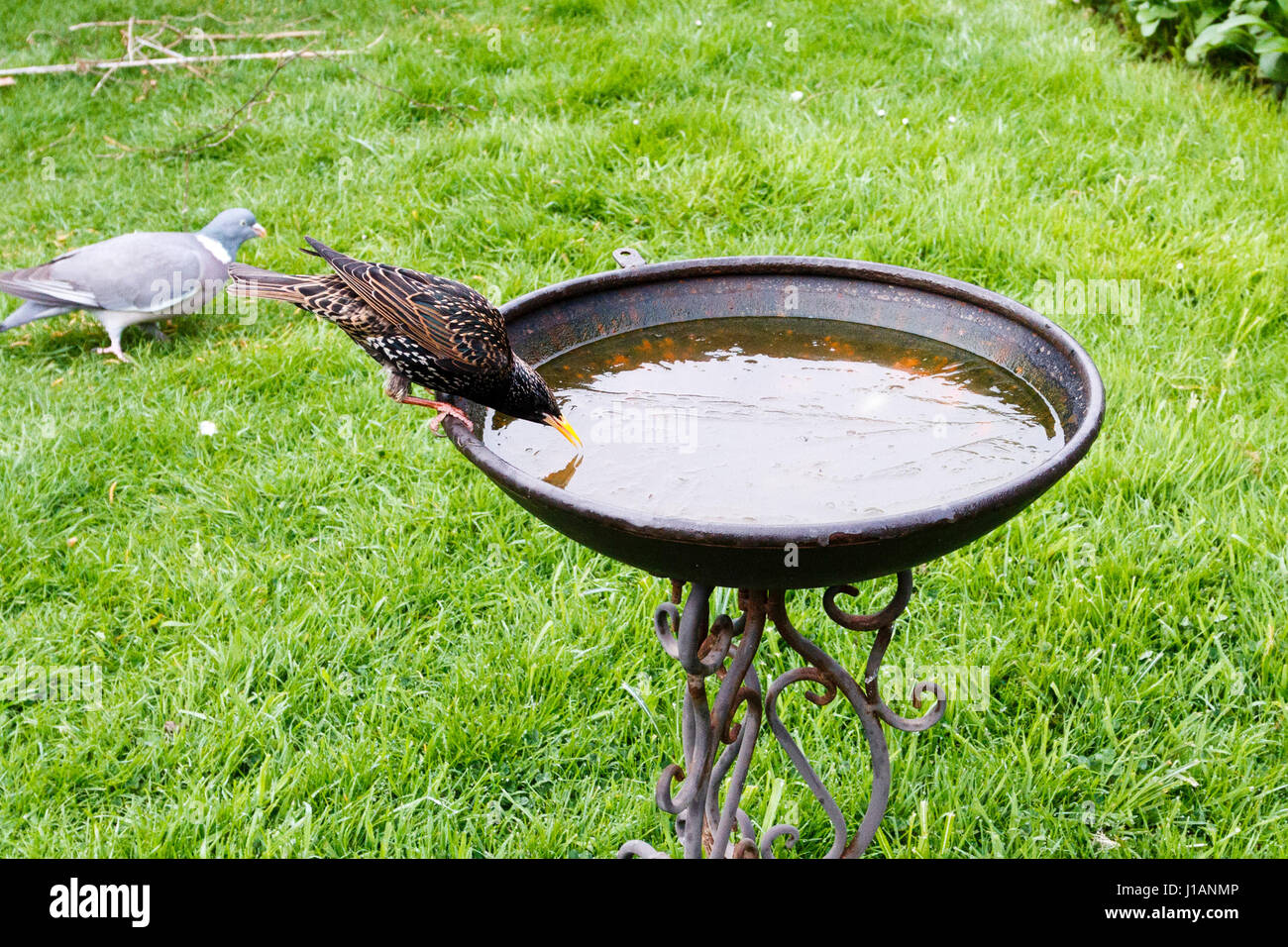 Frozen bird bath in the garden hi-res stock photography and images - Alamy