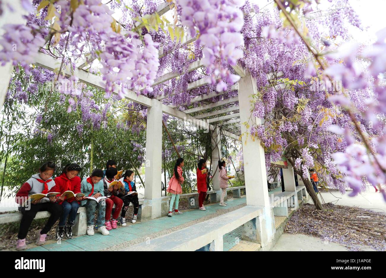 Lianyungang, China. 20th Apr, 2017. Wisterias twining around a corridor ...