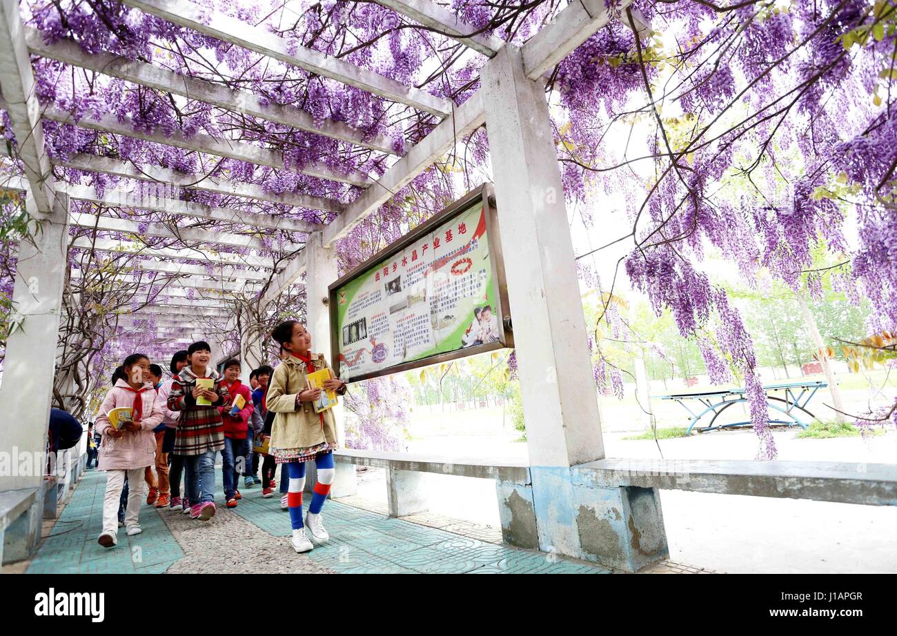 Lianyungang, China. 20th Apr, 2017. Wisterias twining around a corridor ...