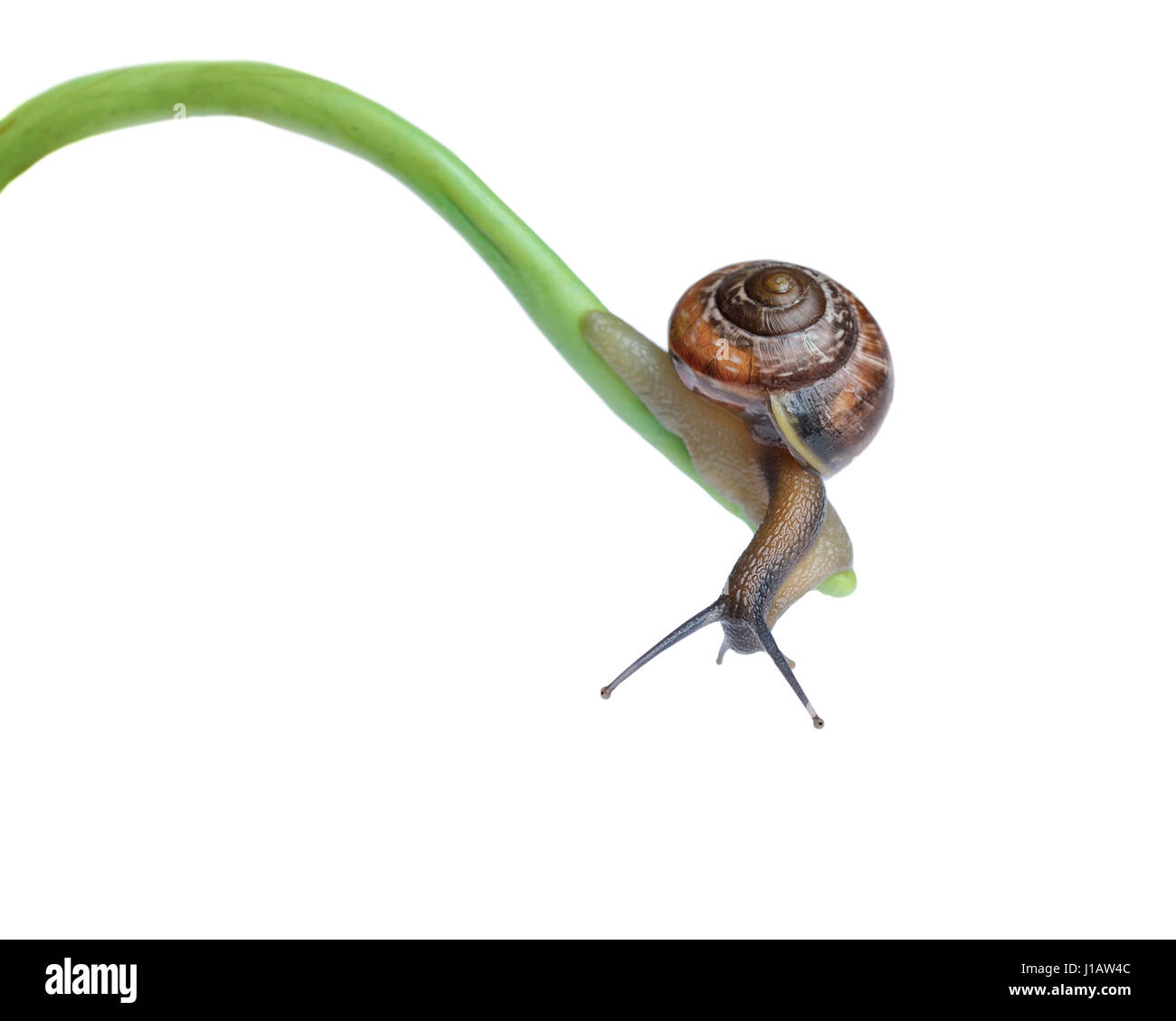 Snail on blade of grass isolated on white background Stock Photo - Alamy