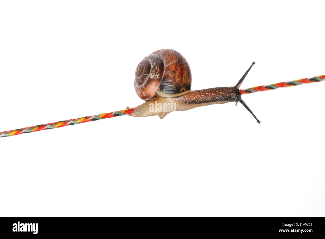 Rope snail hi-res stock photography and images - Alamy