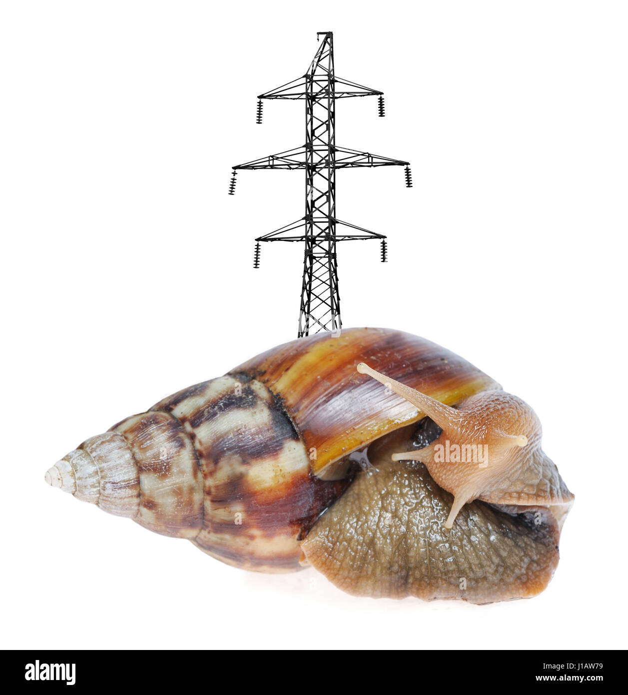 Tower shell snail shell hi-res stock photography and images - Alamy