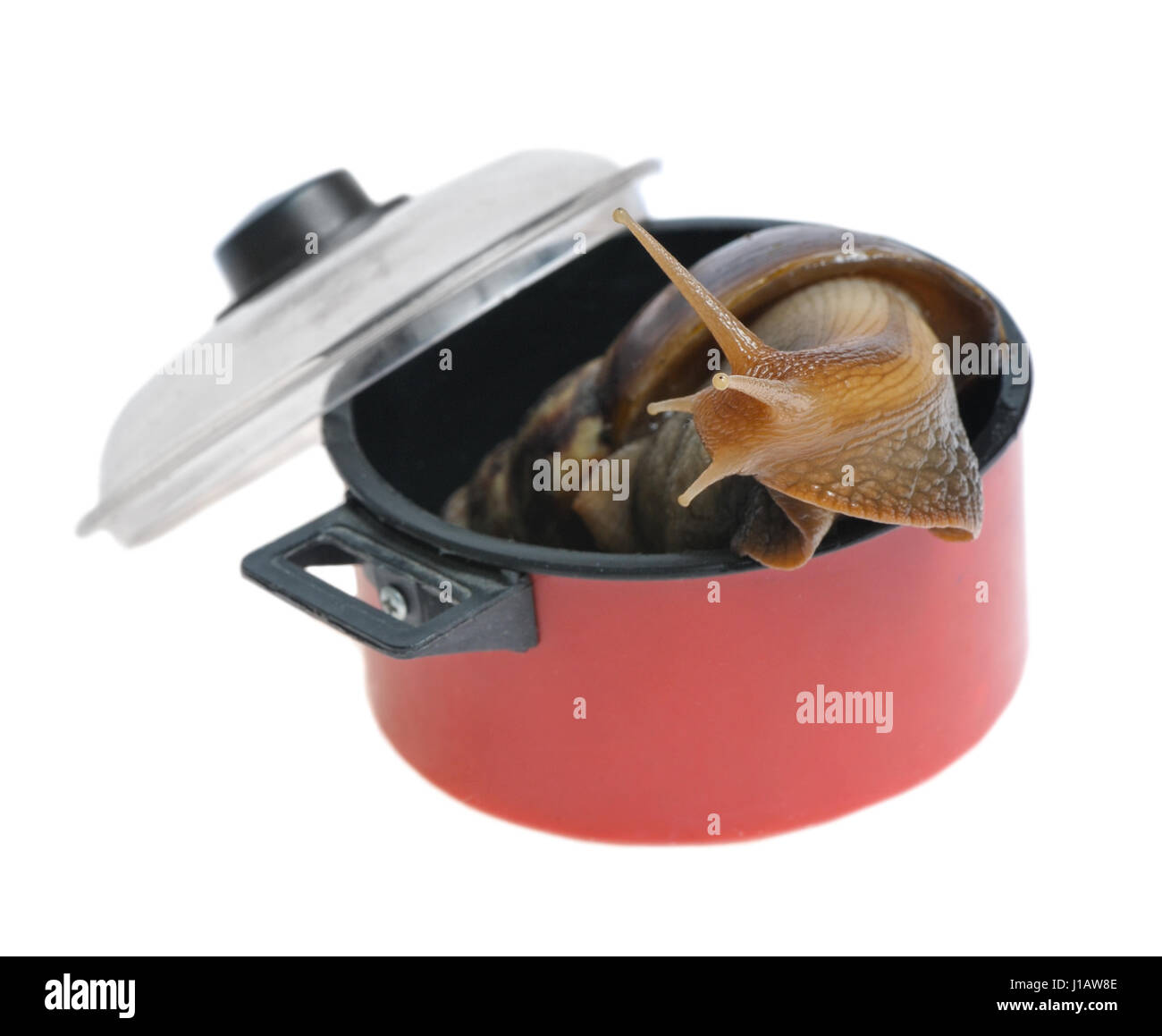 Snail tries to escape from saucepan isolated on white background Stock ...