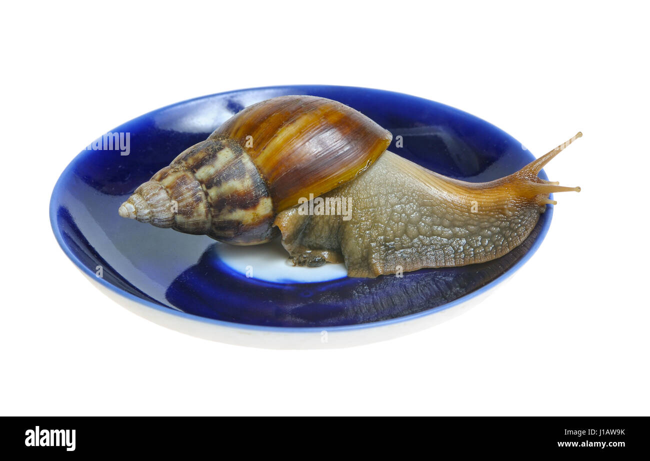 Snail trying to escape from plate isolated on white background Stock ...