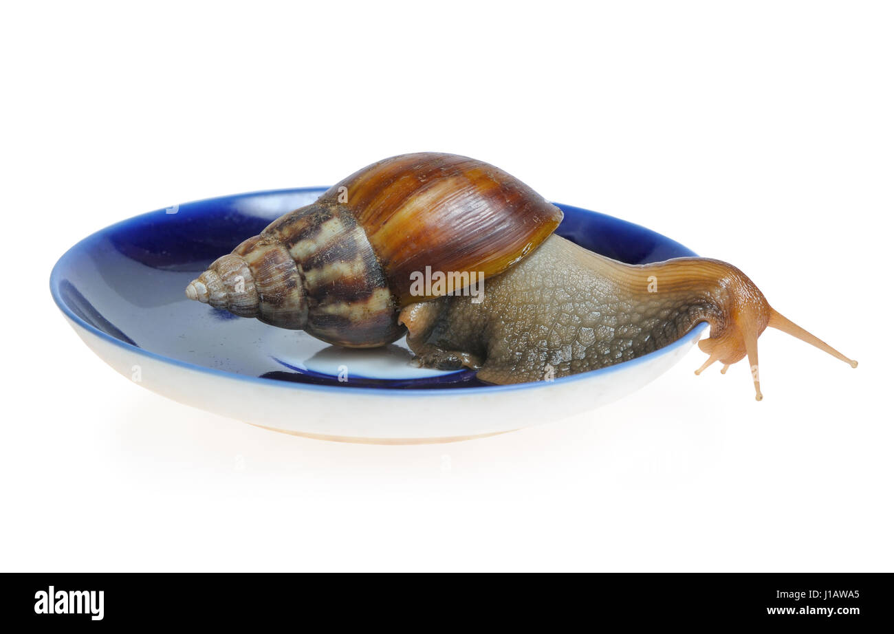 Snail on plate isolated on white background Stock Photo - Alamy