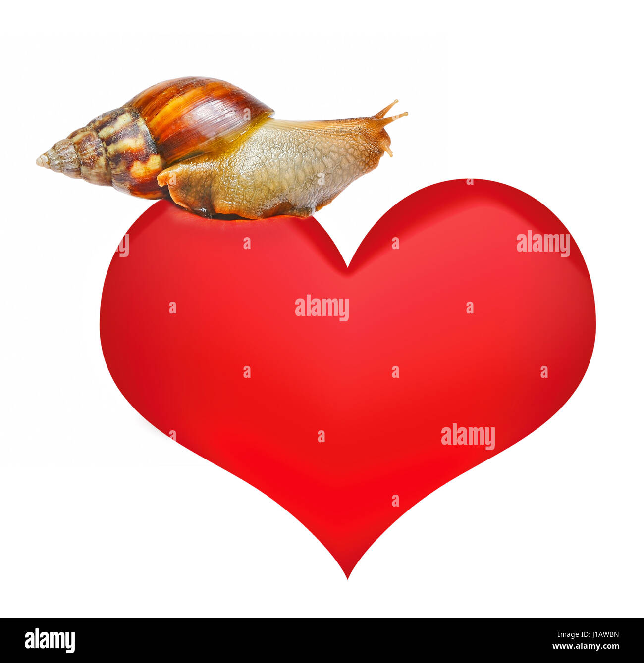 Snail on heart isolated white background Stock Photo - Alamy
