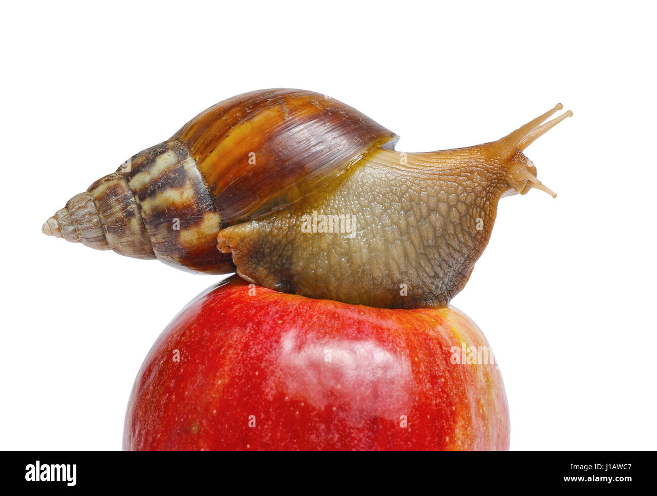 Snail on red apple isolated on white background Stock Photo - Alamy