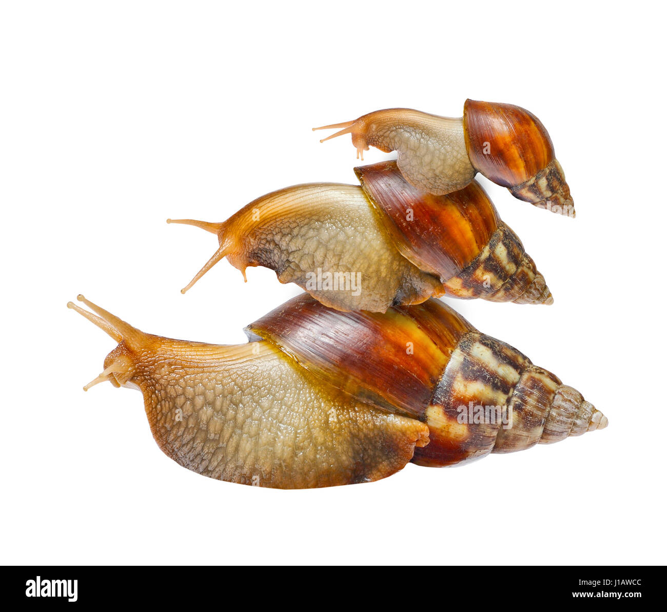 Snail family isolated on white background Stock Photo - Alamy