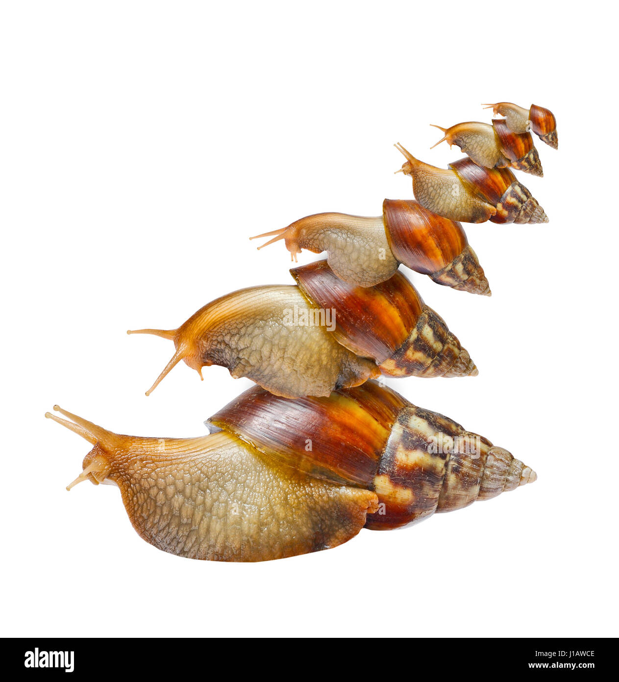 Many snails isolated on white background Stock Photo - Alamy
